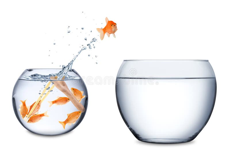 Fish teamwork concept stock photo. Image of creative - 50604216