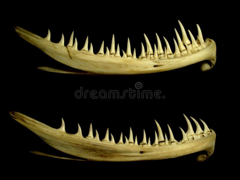 White Fossilized Shark Teeth Stock Photo - Image of sharks, columns ...