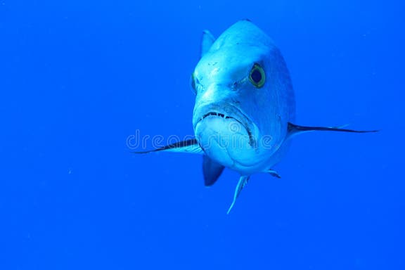 Fish with teeth stock image. Image of blue, teeth, tropical - 29133617