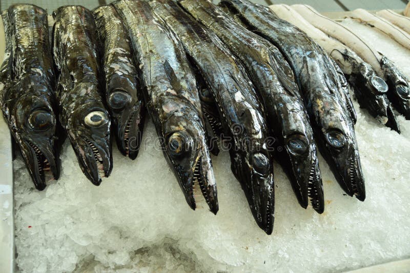 Fish with teeth stock image. Image of mexico, aquarium - 26506779