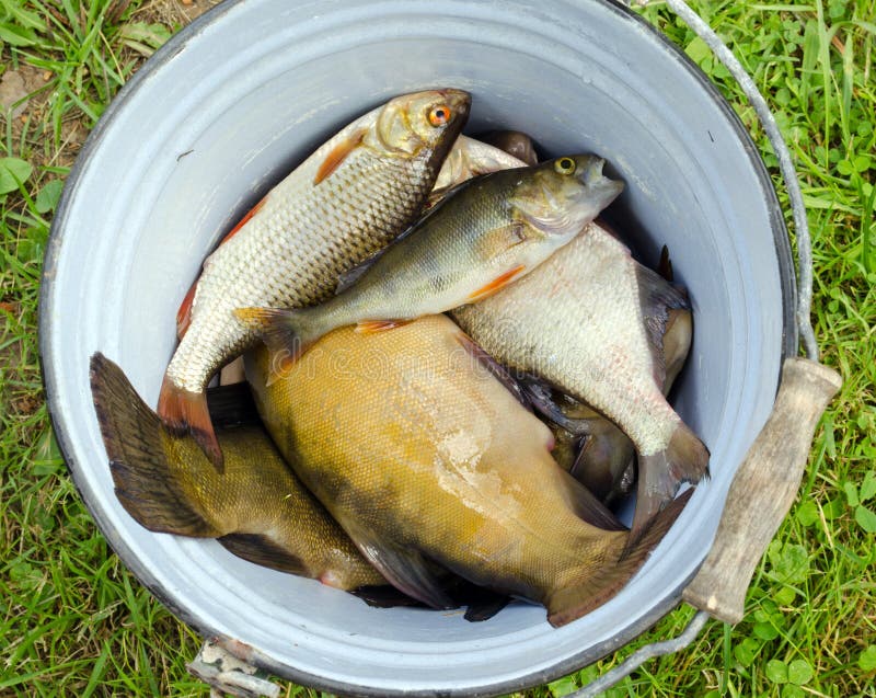Fish Tench Roach Bass Catch in Retro Rusty Bucket Stock Photo - Image ...