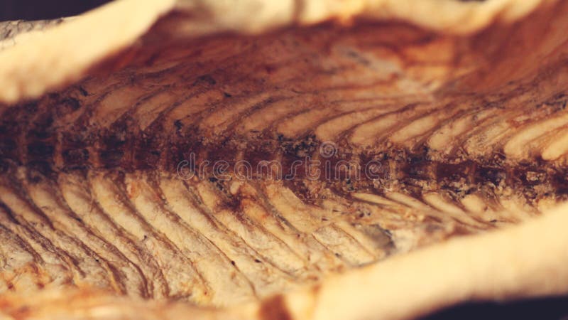 Fish Texture, Skeleton and Spine, Background Stock Photo - Image of ...