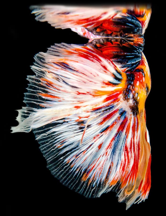 Thailand Fired Siamese Fighting Fish Stock Photo - Image of power ...