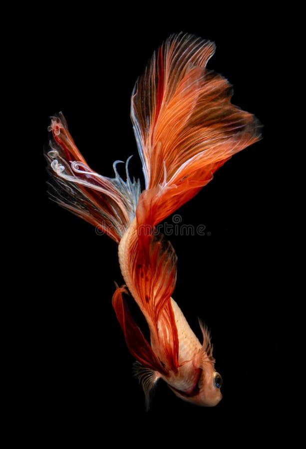 Thailand Fired Siamese Fighting Fish Stock Photo - Image of color, pose ...