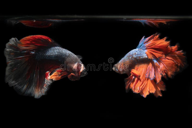 Thailand Fired Siamese Fighting Fish Stock Image - Image of luxury ...