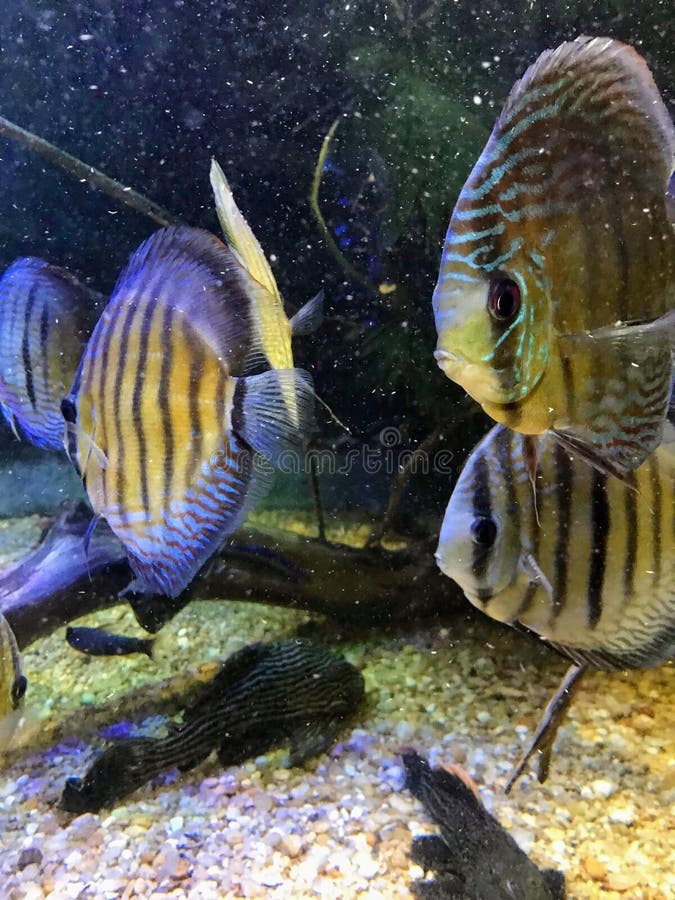 Fish in their habitat stock image. Image of marinho - 344940745