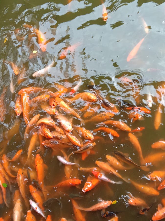 Fish Therapist are Better and Feel Good Stock Photo - Image of good ...