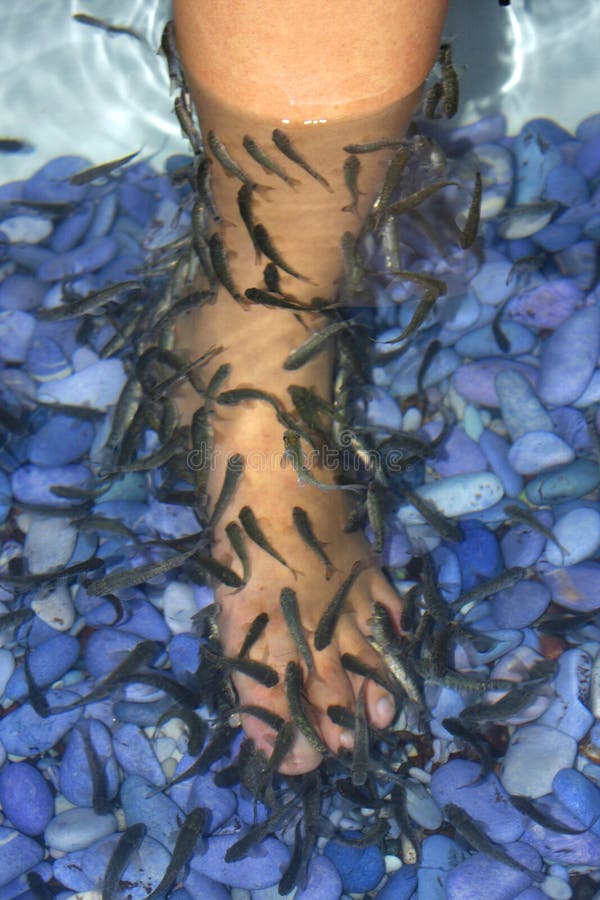 Fish Therapy stock image. Image of relaxation, health - 14422507