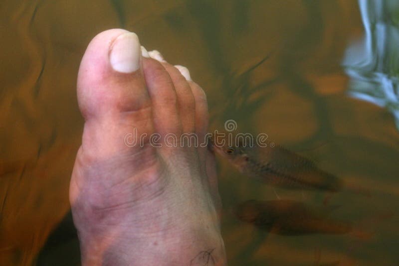 Fish Therapy stock image. Image of relaxation, health - 14422507