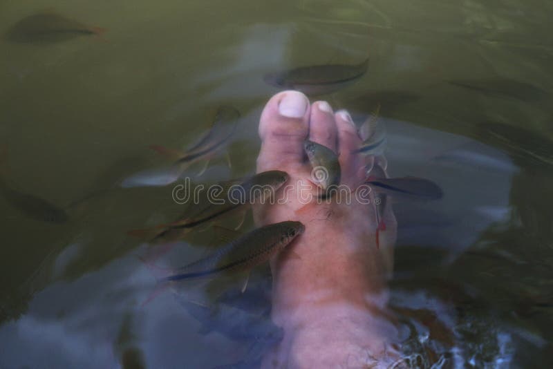 Fish Therapy stock image. Image of relaxation, health - 14422507