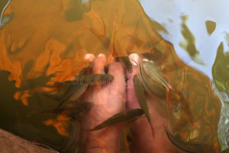 Fish Therapy stock image. Image of relaxation, health - 14422507