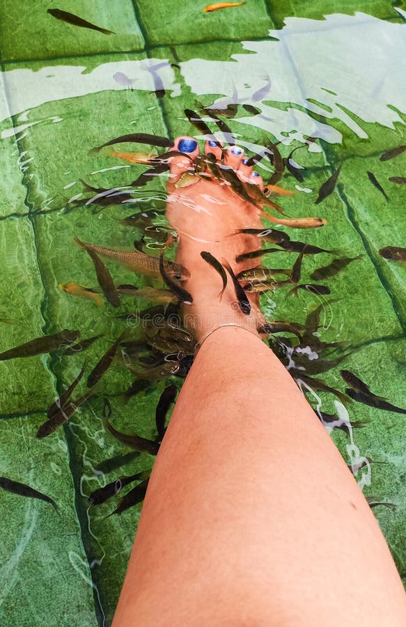 Fish Therapy To Remove Dead Skin Cells Stock Image - Image of fish ...
