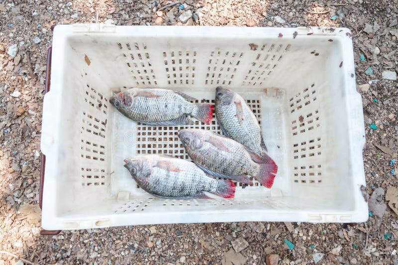 Fish, Red Tilapia or Red Mojarra Oreochromis Stock Image - Image of ...
