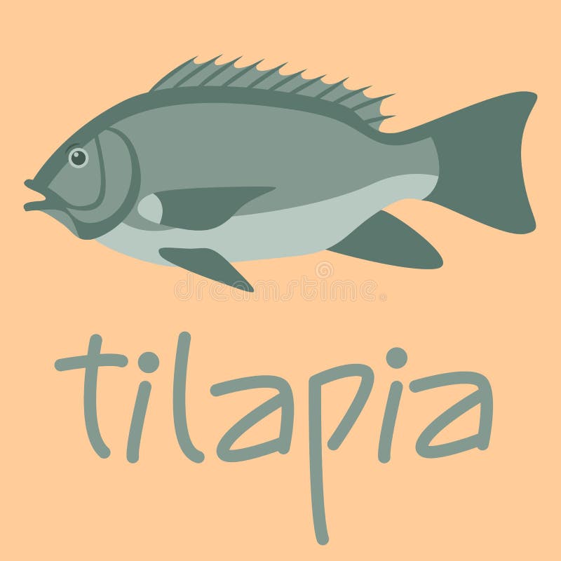 Fish Tilapia, Vector Illustration,flat Style, Side Stock Vector ...