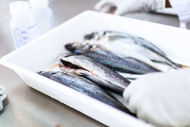 Fish To Be Tested in Laboratory, Quality Test Stock Photo - Image of ...