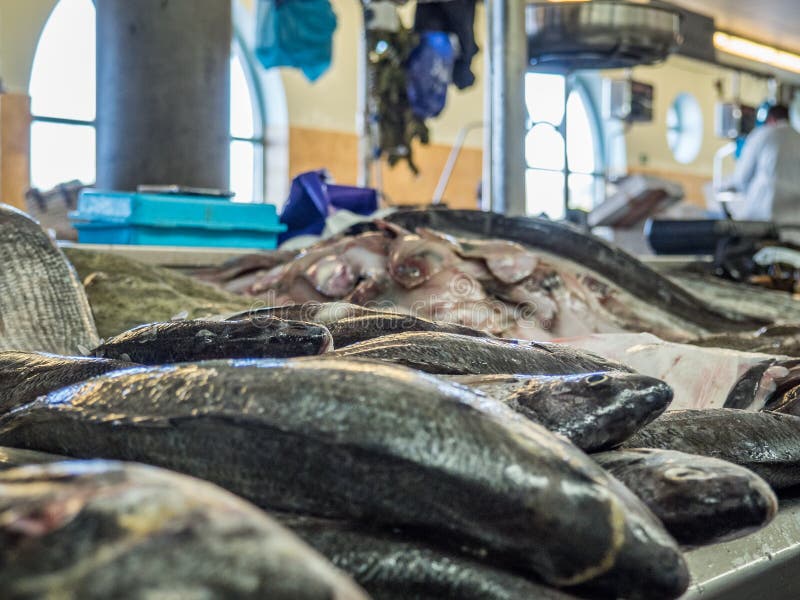 Fish to sell stock image. Image of omega, photography - 40592149