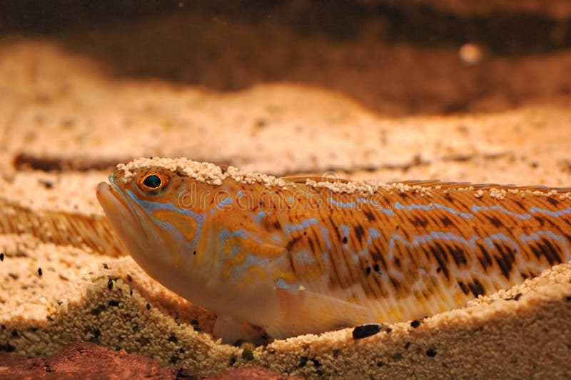 Trachinus Araneus Spotted Weever Fish Stock Image - Image of fresh ...