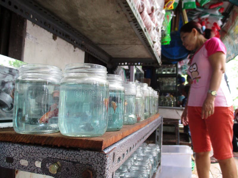 Fish editorial photography. Image of city, java, central - 70252777