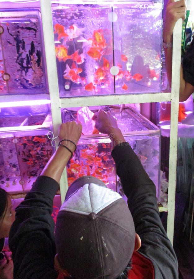 Fish editorial photo. Image of flower, city, textile - 70252781