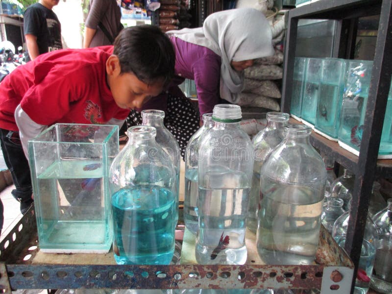 Fish editorial image. Image of central, fish, city, glass - 70252790