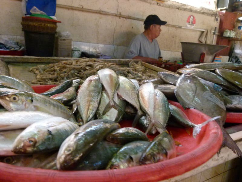 Fish editorial stock photo. Image of indonesia, sardine - 66351478