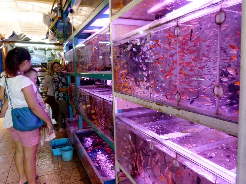 Fish editorial stock image. Image of pink, bazaar, indonesia - 68919184