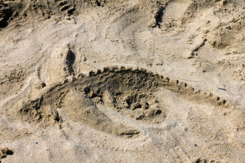Fish trail in the sand stock photo. Image of trail, reptile - 267520380