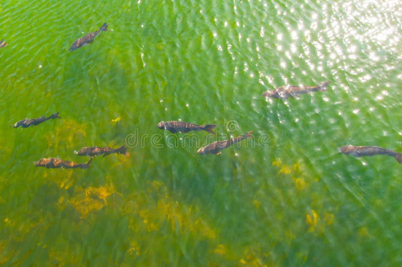 Fish in a Transparent Green Water Lake Stock Photo - Image of river ...