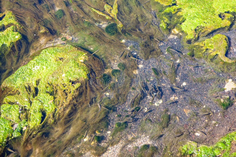Fish in shallow water stock photo. Image of shore, wildlife - 175848778