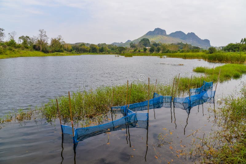 Fish trap made of reed stock photo. Image of gear, fish - 111199664
