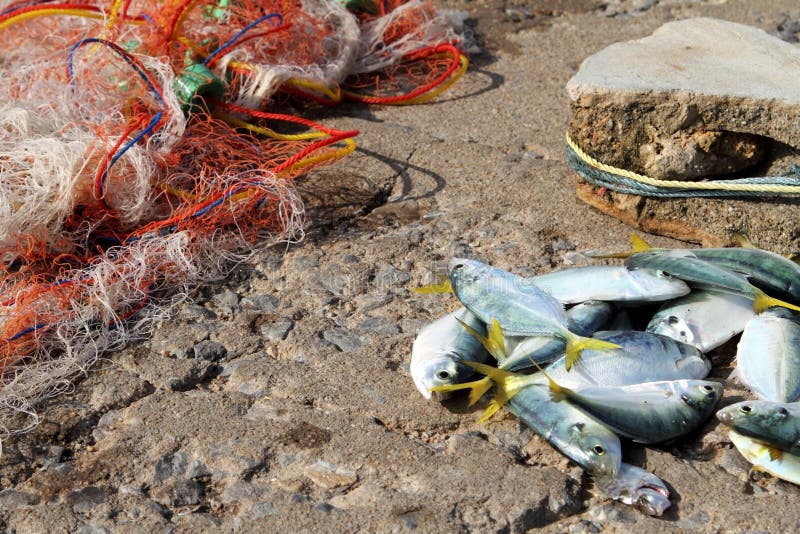 Fish trapped in a mesh bag stock photo. Image of mesh - 58750242