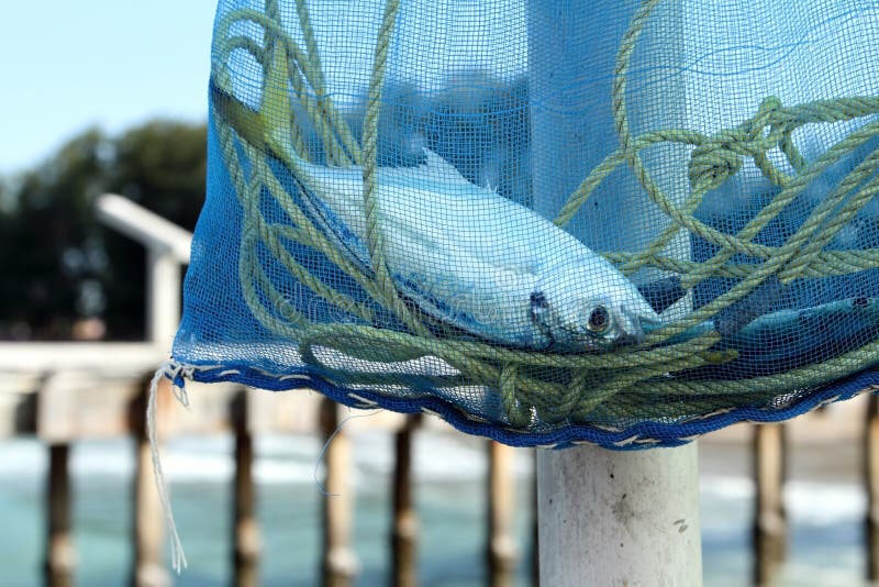 Fish trapped in a mesh bag stock photo. Image of equipment - 58750260