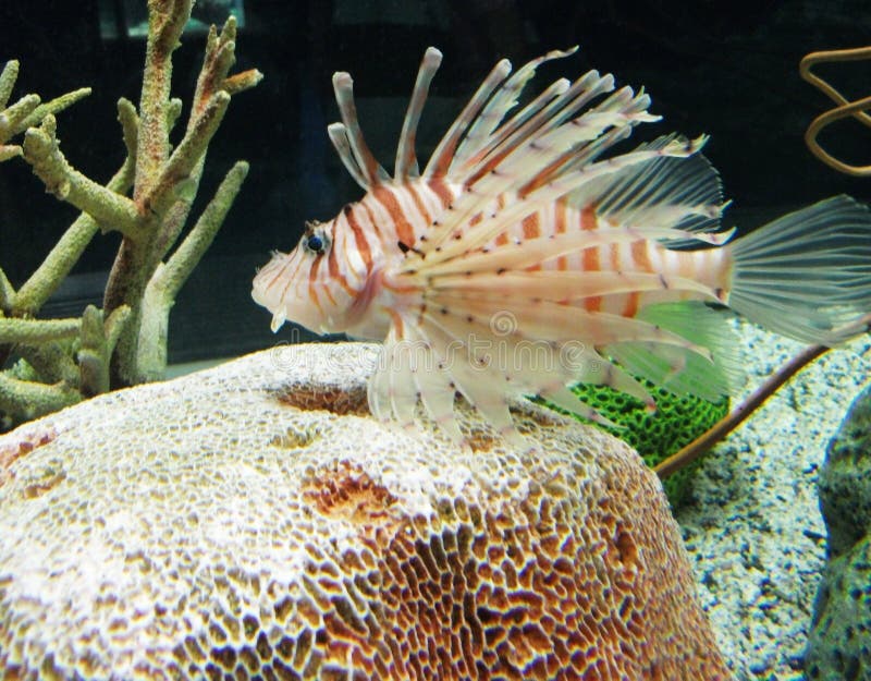 Fish stock photo. Image of animal, fish, coral, aqua - 49979698