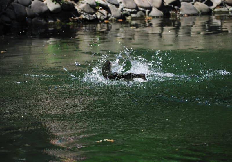 Fish Trout Jumping from the Green Water Close-up Stock Image - Image of ...