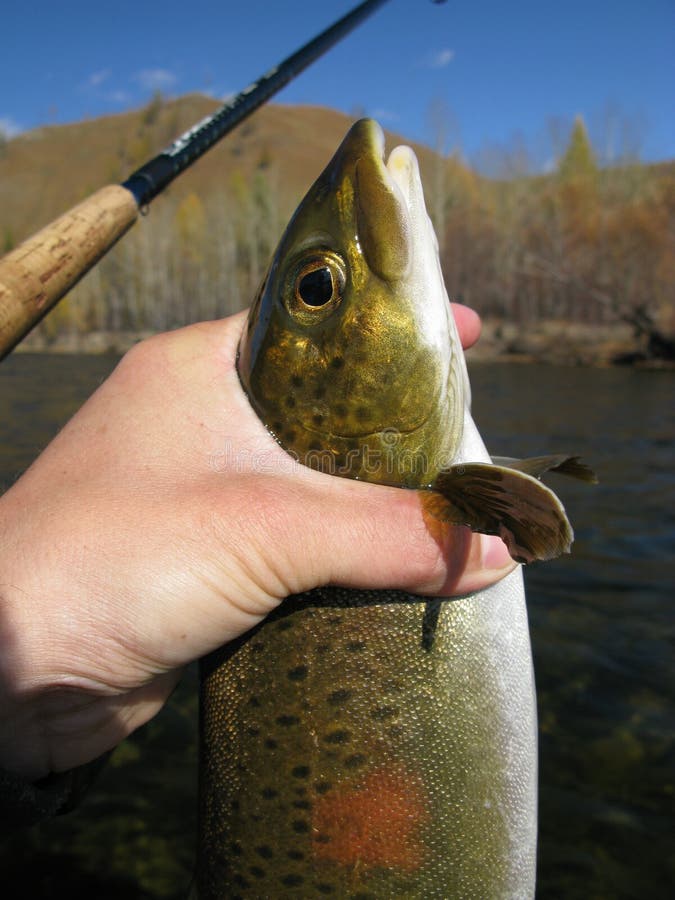 Fish (Trout Lenok) Picture. Image: 8239635