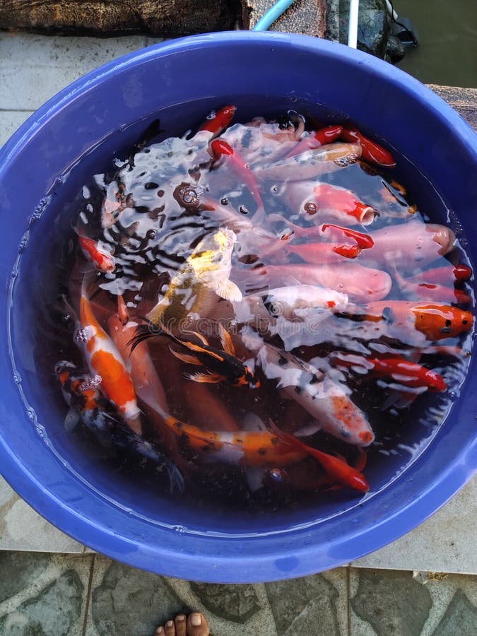 Fish in bucket of water stock photo. Image of trunk - 262679130