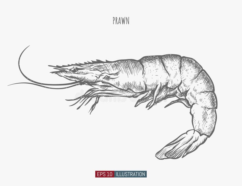 Hand Drawn Prawn Isolated. Engraved Style Vector Illustration Stock ...