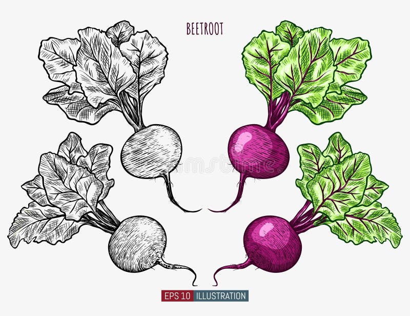 Hand Drawn Beetroot. Template for Your Design Works Stock Vector ...