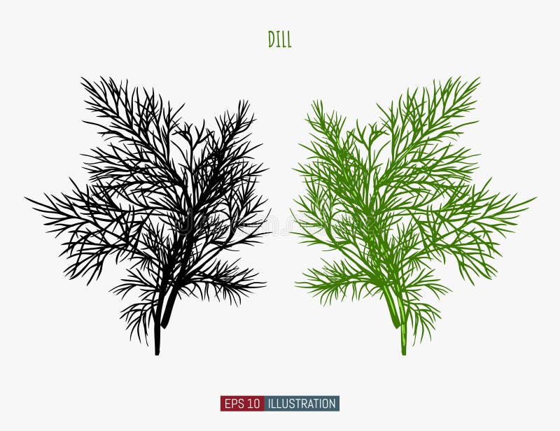 Hand Drawn Dill. Template for Your Design Works Stock Vector ...