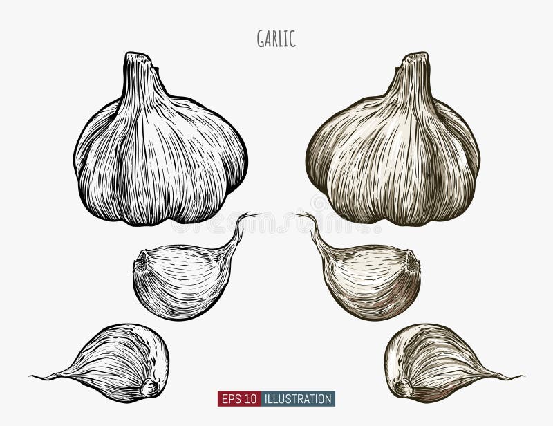 Hand Drawn Garlic. Template for Your Design Works Stock Vector ...