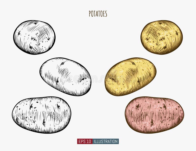 Hand Drawn Potato. Template for Your Design Works Stock Vector ...