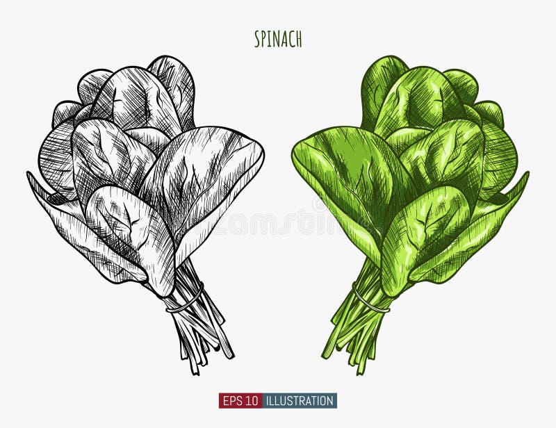 Hand Drawn Spinach. Template for Your Design Works Stock Vector ...