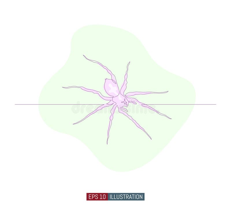 Continuous Line Spider Stock Illustrations – 105 Continuous Line Spider ...