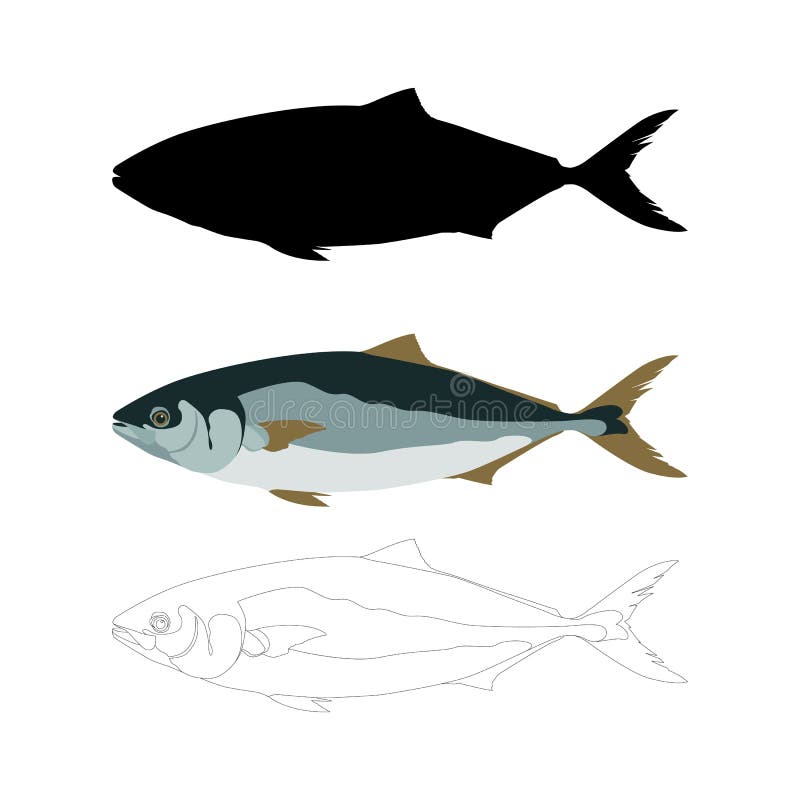 Tuna Fish, Vector Illustration, Flat Style, Side View Stock Vector ...