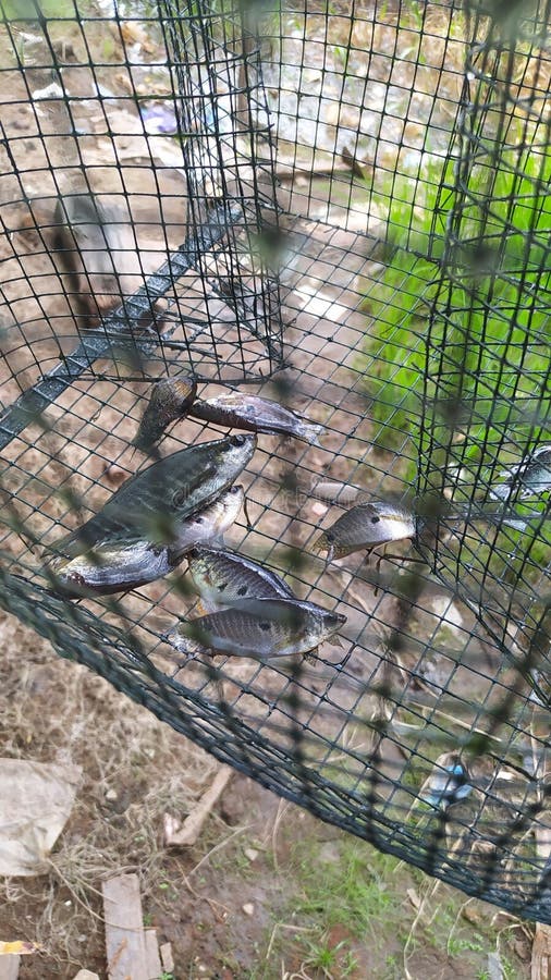 Fish Typical of South Borneo Stock Photo - Image of called, branch ...