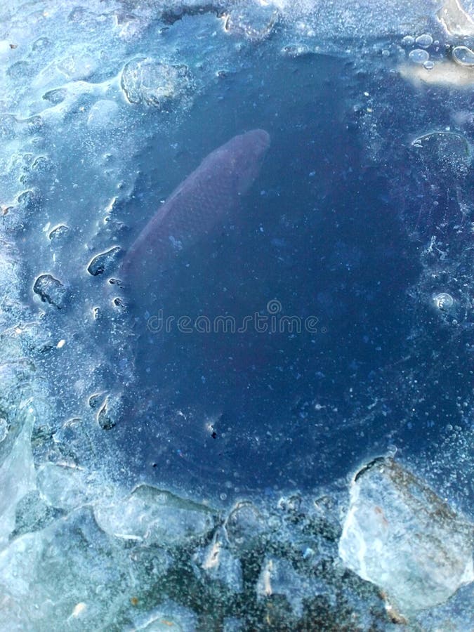 Fish under ice stock photo. Image of cold, winter, blue - 51741372