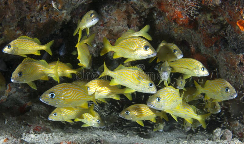 Fish under a reef ledge stock photo. Image of swim, ichthyology - 28420682