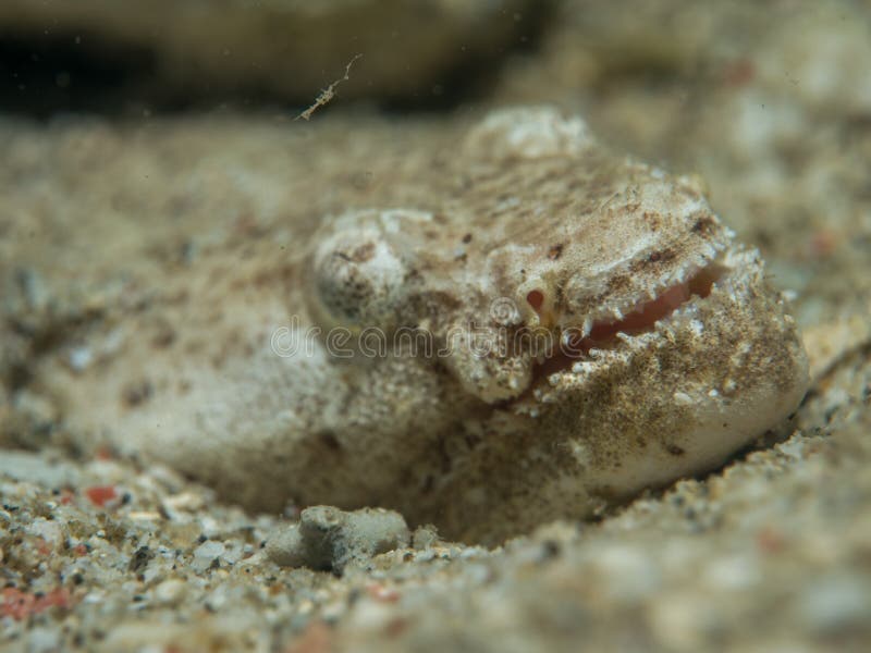 Fish Under Sand at Underwater Stock Image - Image of philippines ...