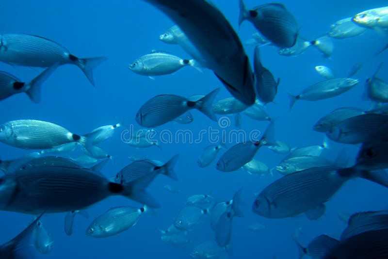 Fish under the sea stock image. Image of fish, deep, mallorca - 13823745