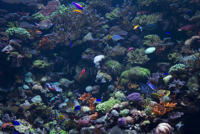 Fish under the sea stock image. Image of tropical, tank - 16997969
